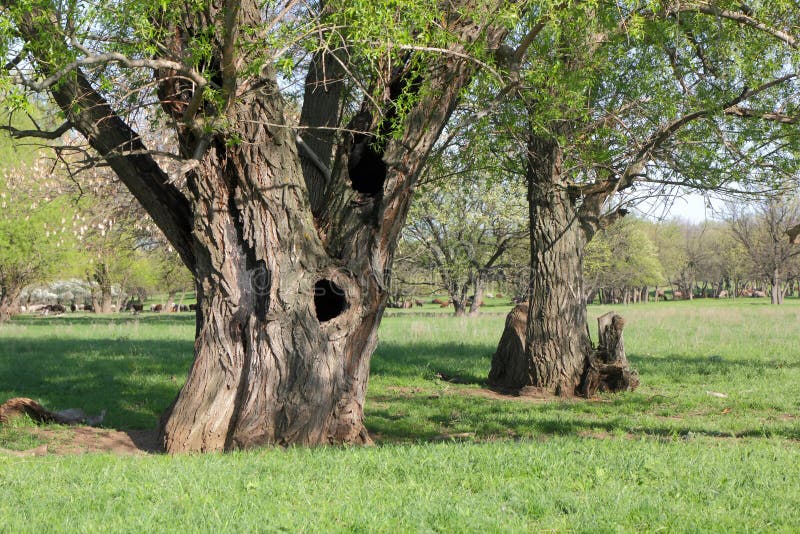 Two trees stock image. Image of huge, imagine, protect - 51760123