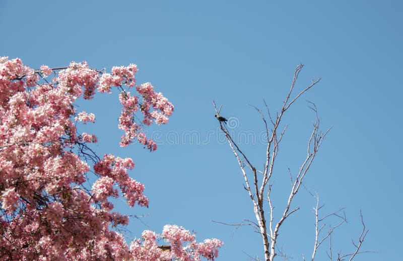 Two Trees One Blooming and the Other with Withered Branches on Which ...