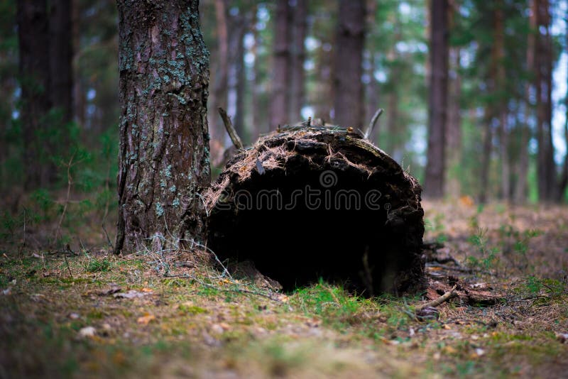 Two Trees. One Tree is Destroyed by Time Stock Photo - Image of summer ...