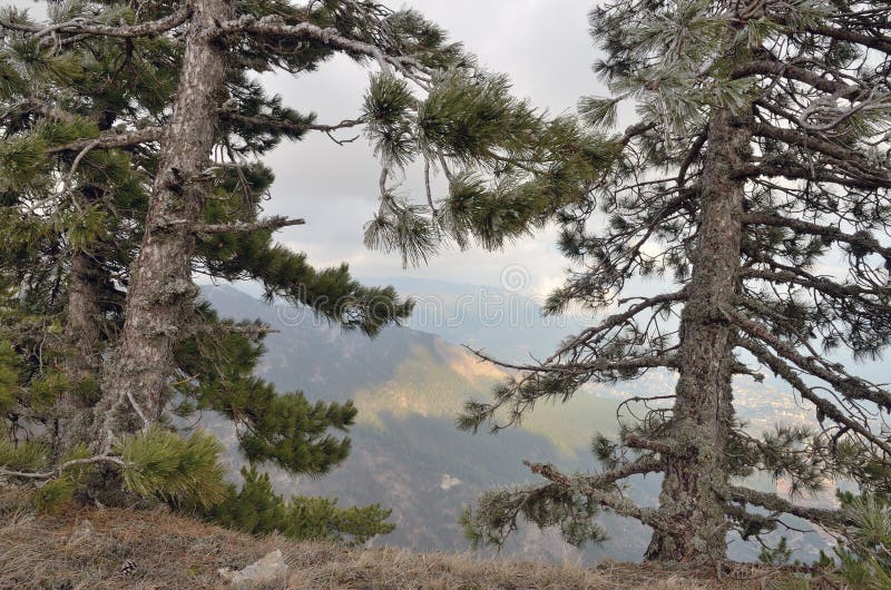 Two Trees Pine Tree Closeup on Edge of Mountain Stock Image - Image of ...