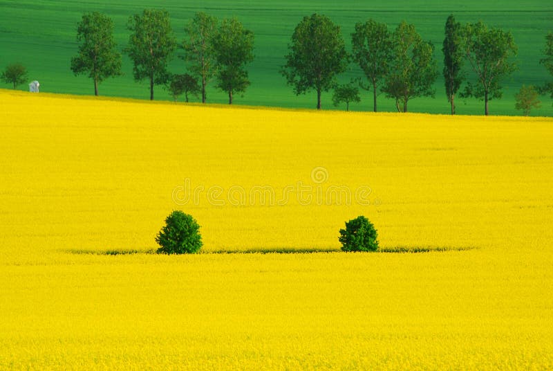 Two trees in stock image. Image of contrast, farm, unique - 10696067