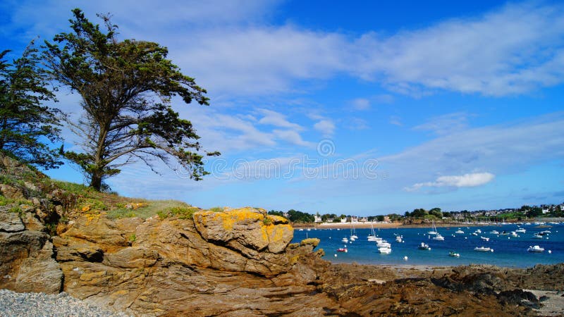 Two Trees On Rock Beside Body Of Water Stock Image - Image of ocean ...