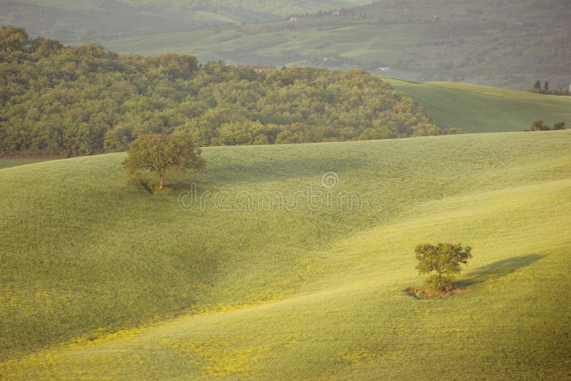 Two Trees on Rolling Green Hills in Tuscany Stock Photo - Image of ...