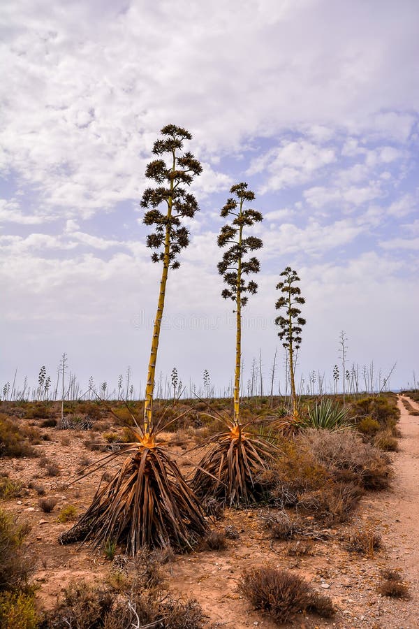 Two Trees with Roots Sticking Out of the Ground in a Desert Stock Image ...