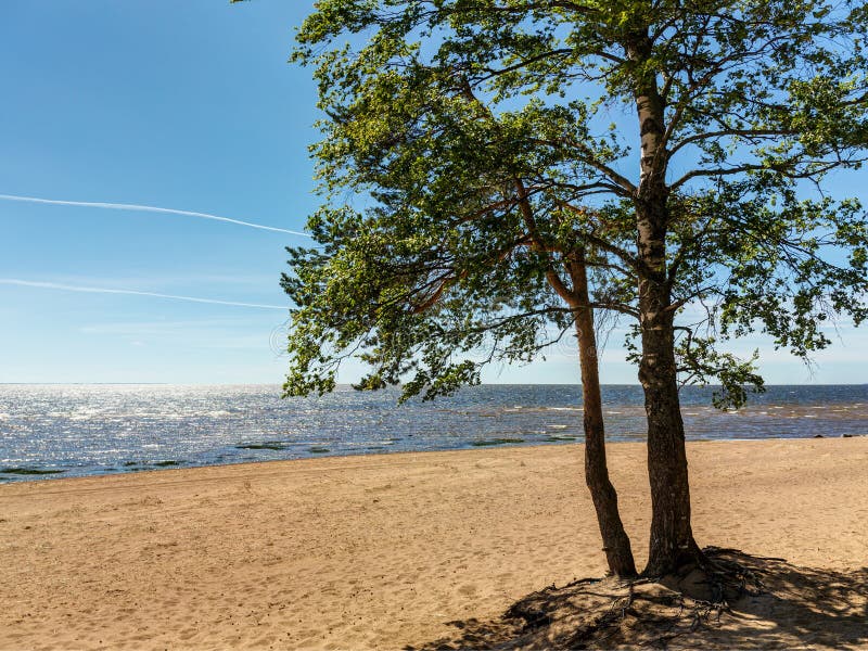Two trees on a sandy beach stock image. Image of clouds - 130434389