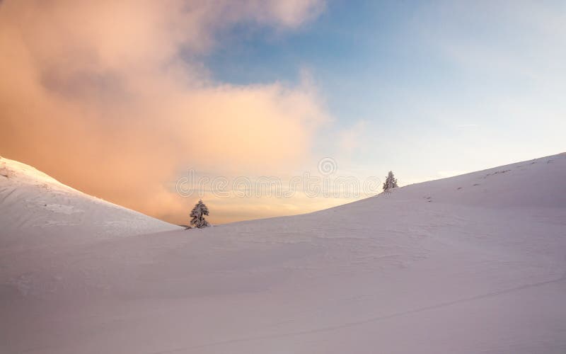 Two trees stock photo. Image of hike, cold, environment - 51837384