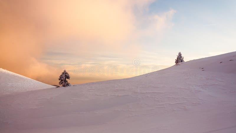 Two trees stock image. Image of mountain, alone, dusk - 51838697