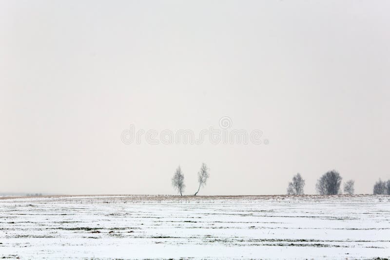 Two Trees in the Snow Field Stock Photo - Image of deciduous, stream ...