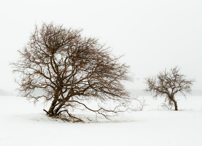 Two trees stock image. Image of snowy, winter, baltic - 65707689