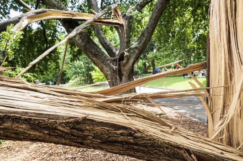 Two Trees are Splintered in Half after Severe Storm Stock Image - Image ...