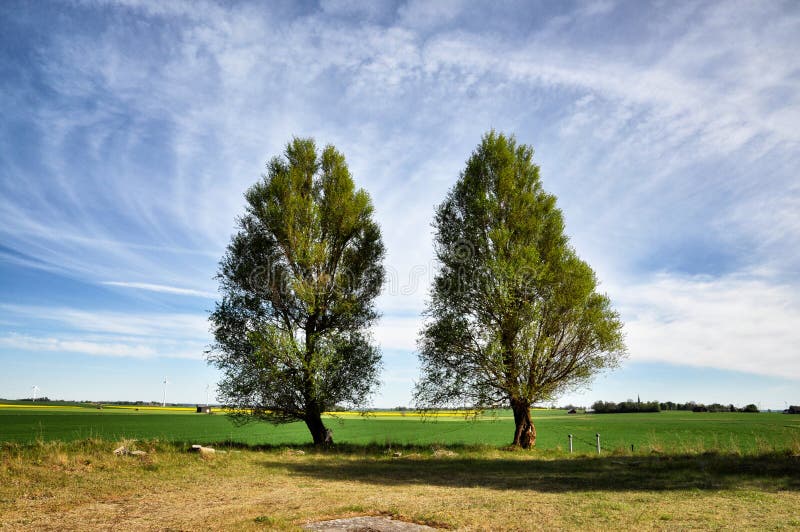Two trees in spring stock image. Image of green, sweden - 71623343