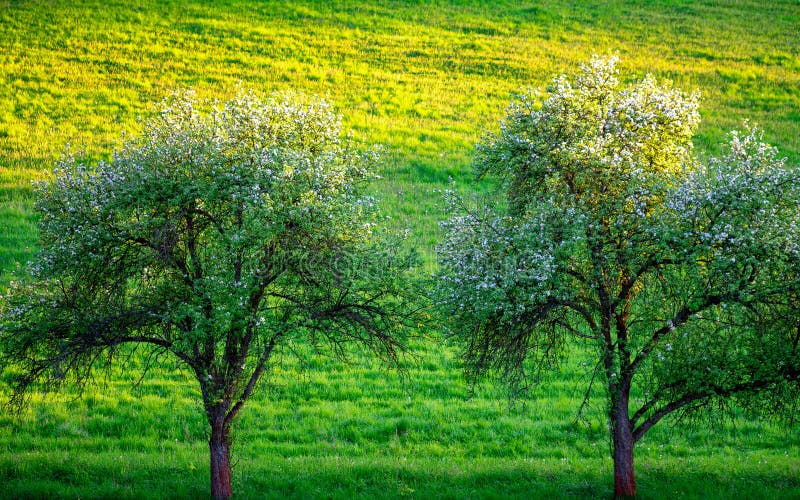 A Two Trees at a Spring Time Stock Image - Image of branches, beech ...