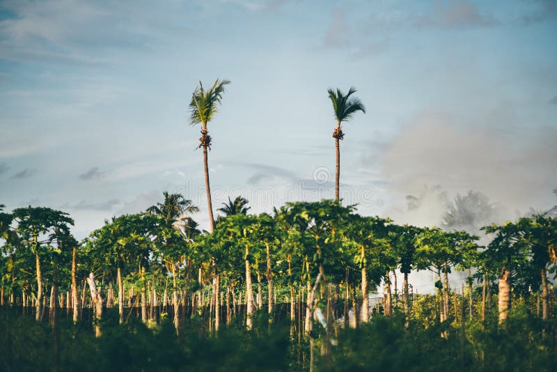 Two Trees Stand Out in the Field Stock Photo - Image of harvest ...