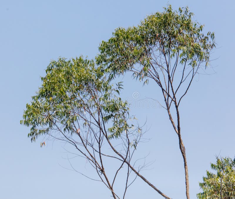 Two Trees are Standing Tall in a Clear Blue Sky Stock Photo - Image of bare, trunk: 376503692