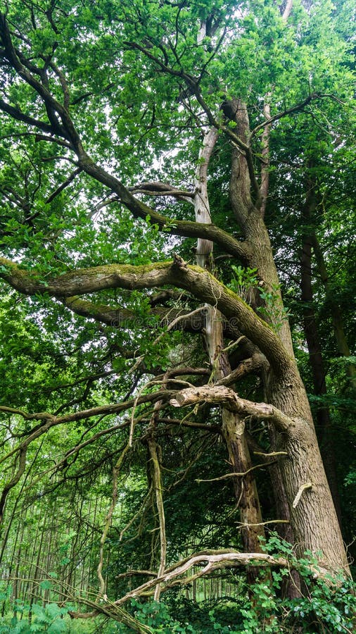 Two Trees Standing Very Close To Each Other Stock Image - Image of dead ...