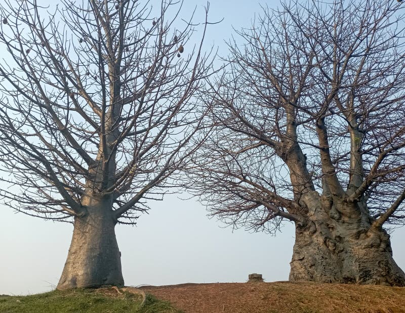 Two Trees Whose Leaves are Falling Stock Photo - Image of produce ...