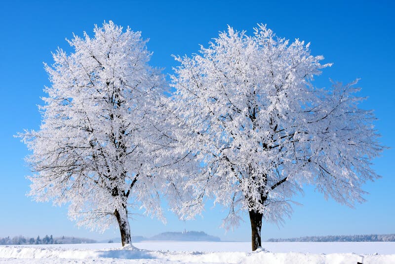 Two trees in winter stock photo. Image of white, freeze - 23062474