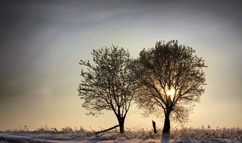 Wind-blown Tree stock photo. Image of atmospheric, light - 62059316
