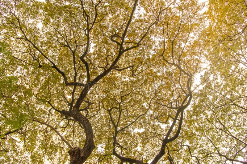 Two Trees with Yellow Leaves with Large Branching Branches. Towering ...