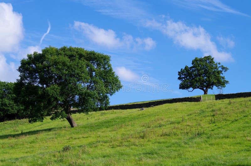 Two Trees in a Yorkshire Field Stock Photo - Image of stand, green ...