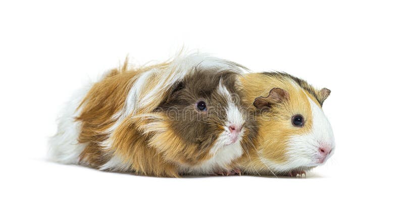 Tri Colored Long Haired Guinea Pig Stock Photos - Free & Royalty-Free ...