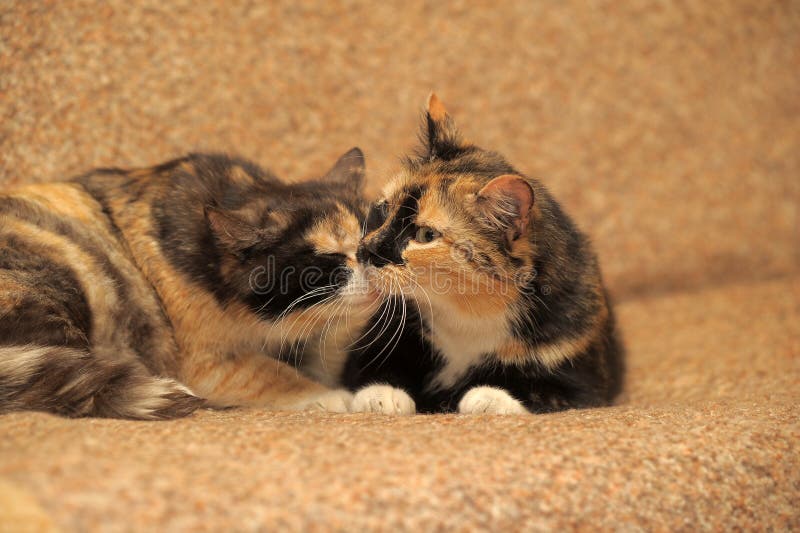 Two tricolor cats stock photo. Image of house, purebred - 101872212