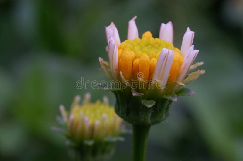 Two Tridax Daisy Buds in the Process of Opening Stock Photo - Image of ...