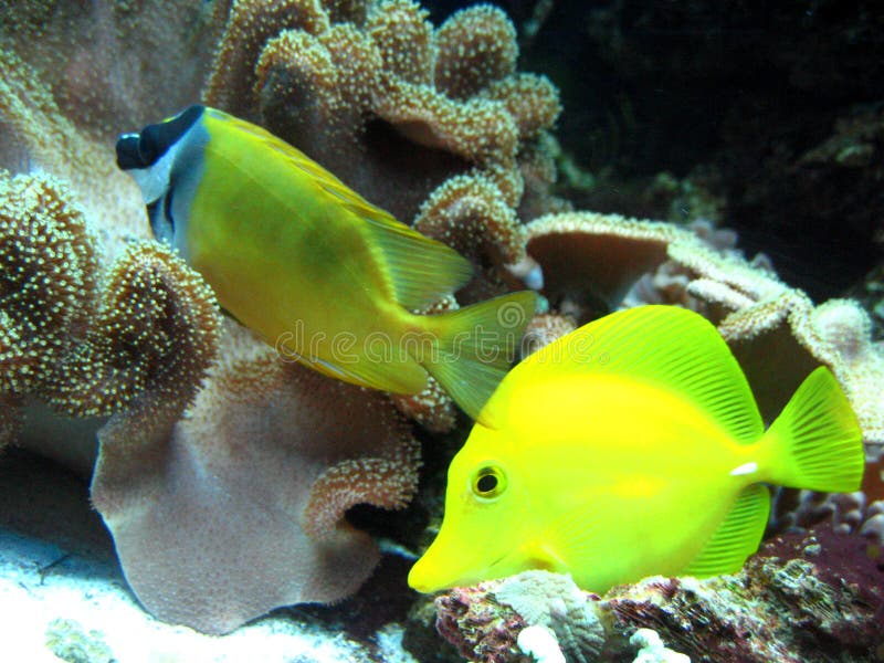 Tropical fish chelmon stock image. Image of depth, exploration - 8207951