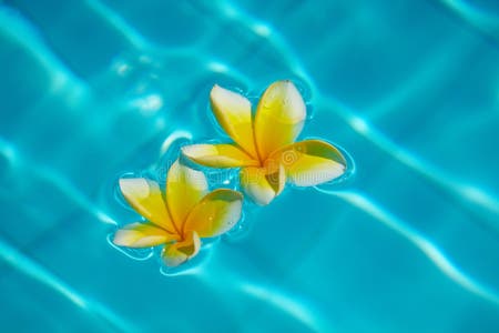 Two tropical flowers stock photo. Image of blossom, garden - 15901350