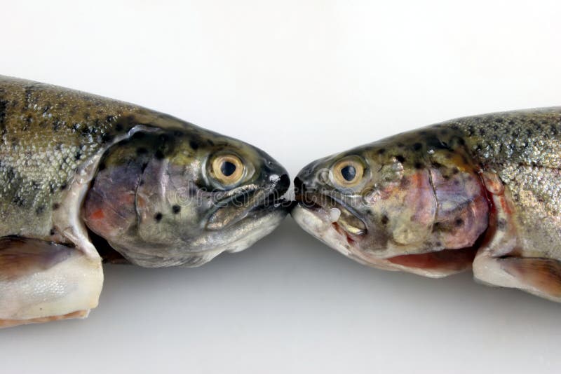 Two Trout Kissing stock photo. Image of cuisine, rainbow - 855600