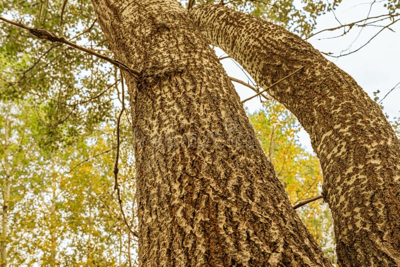 146 Two Trees Intertwined Stock Photos - Free & Royalty-Free Stock ...