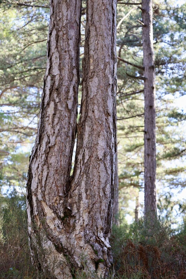 Two trunks forest stock image. Image of background, close - 355806797