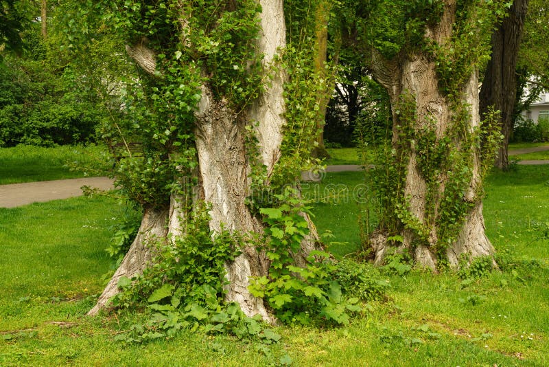 Two Trunks of Huge Trees in the Park with Green Climbing Plants Stock ...