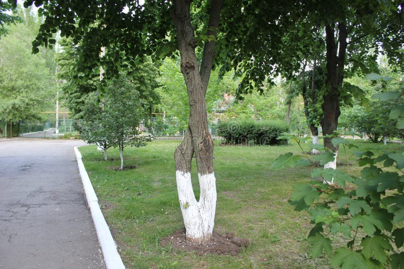 Two Trunks of One Tree in the Park Stock Image - Image of trunks ...
