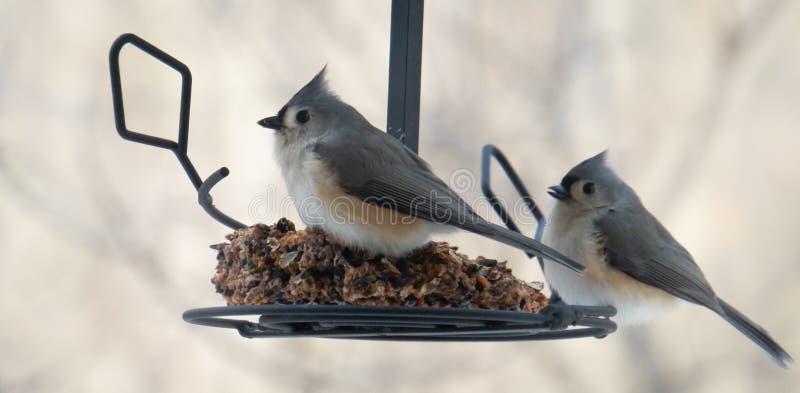 Two Tufted Titmouse Birds at Feeder Stock Image - Image of head, bird ...