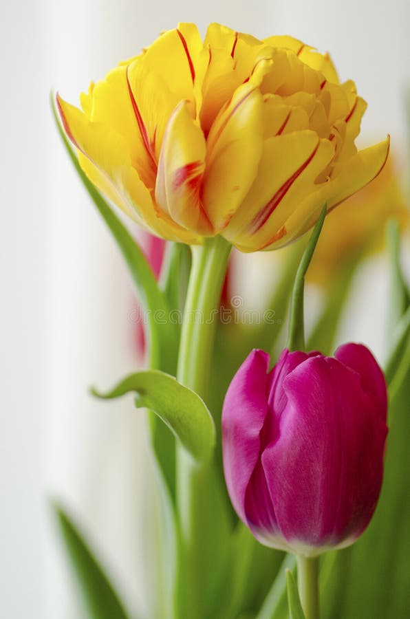 Tulips stock image. Image of flowers, blooms, blossom - 29766959