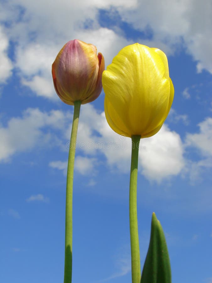 Two tulips stock photo. Image of springtime, sunbeams - 11091692