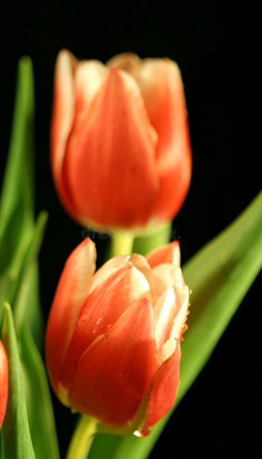 Two tulips stock image. Image of tulips, tulip, flower - 11496951