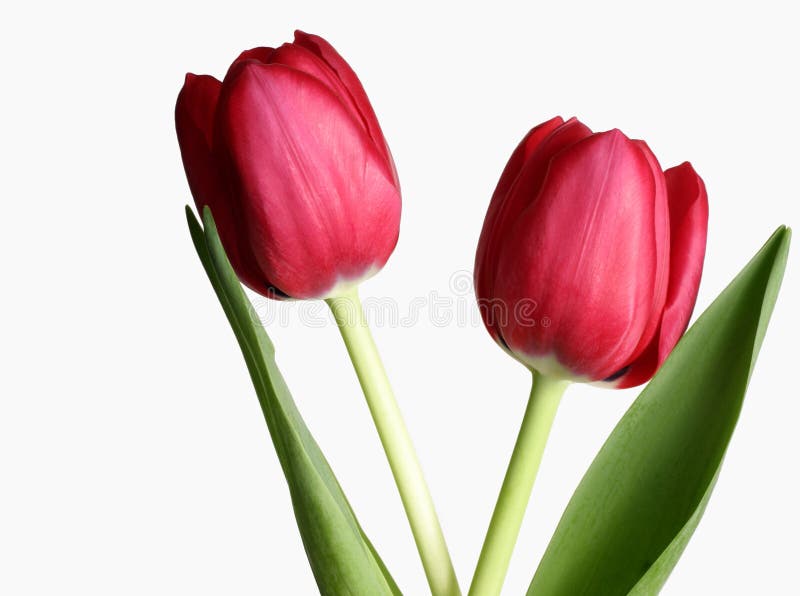 Red tulips stock photo. Image of biology, botany, background - 721818