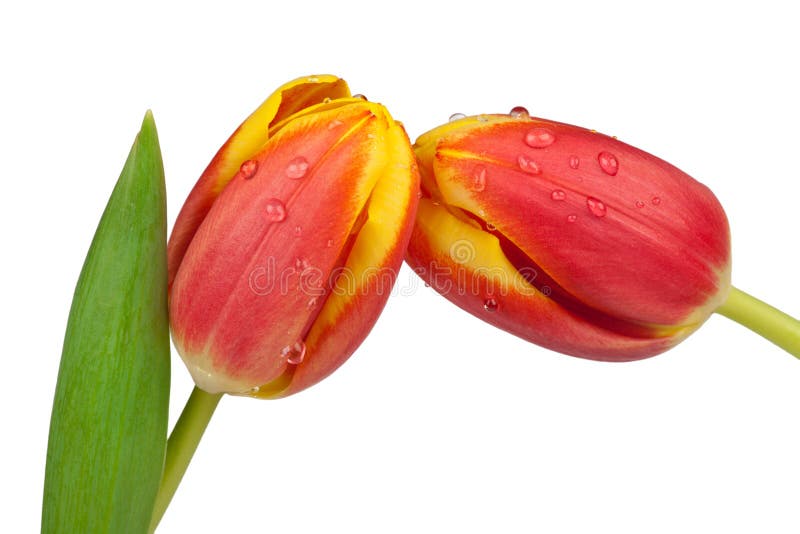 Two Tulips stock photo. Image of close, drops, yellow - 23225708