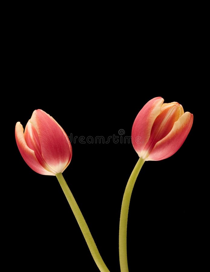 Two tulips stock image. Image of love, flora, blossom - 4307899