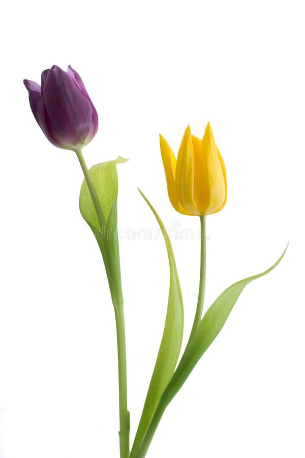 Two tulips stock photo. Image of flower, summer, seeds - 76361134