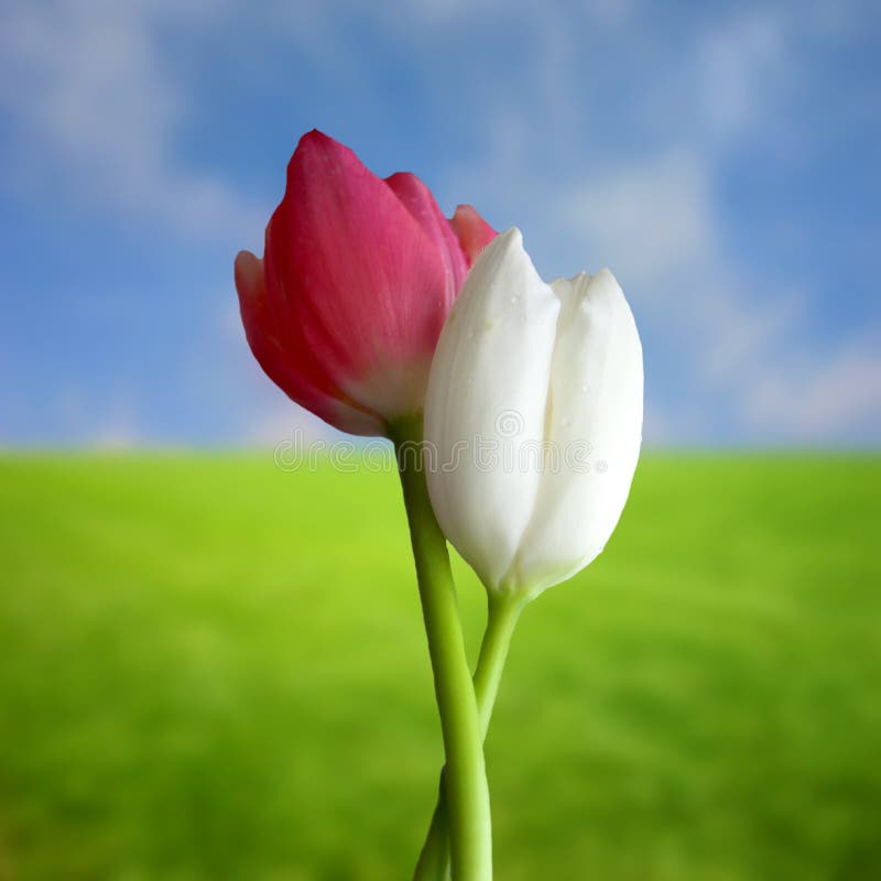 Two tulips stock photo. Image of distance, fresh, bouquet - 4946352