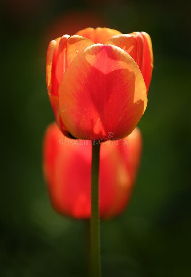 Two tulips stock image. Image of garden, detail, blooming - 5085487