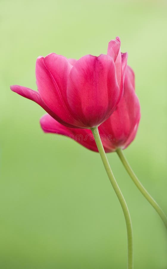 Two tulips stock photo. Image of flower, summer, seeds - 76361134