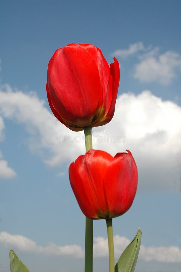 Two tulips stock image. Image of seasonal, green, leave - 740469