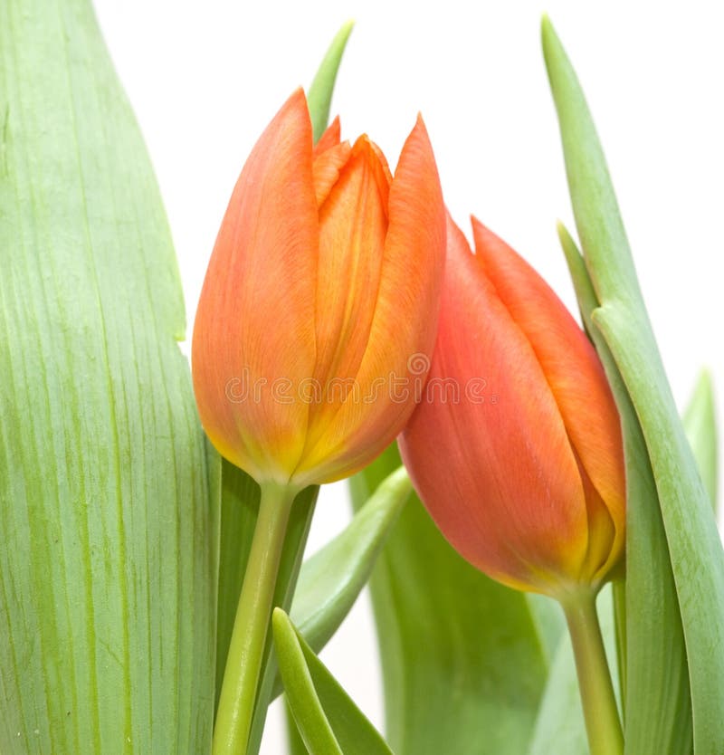 Two tulips stock photo. Image of reconciliation, arrangement - 7693742