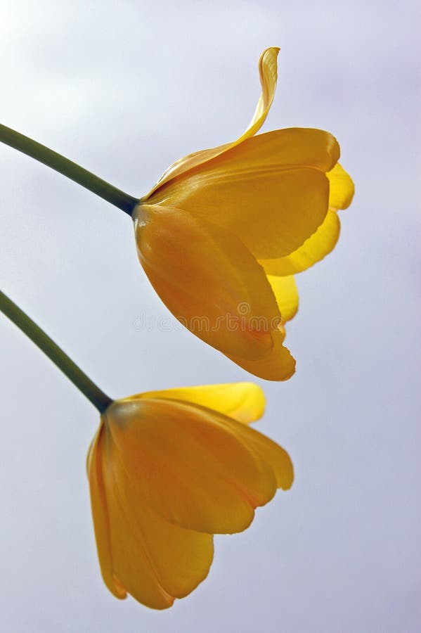 Two Tulips stock image. Image of tulips, bouquet, garden - 87823