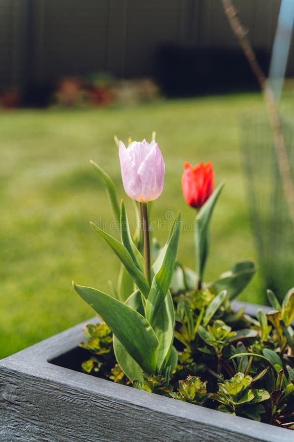 Two tulips in the backyard stock image. Image of springtime - 276226659