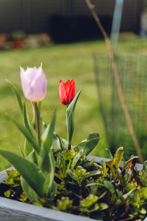 Two tulips in the backyard stock photo. Image of beautiful - 276226670